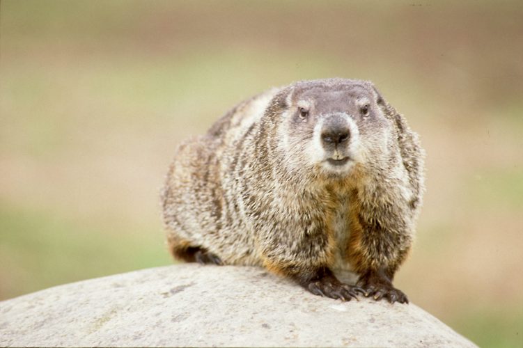 Groundhogs in your yard | News, Sports, Jobs - Tribune Chronicle